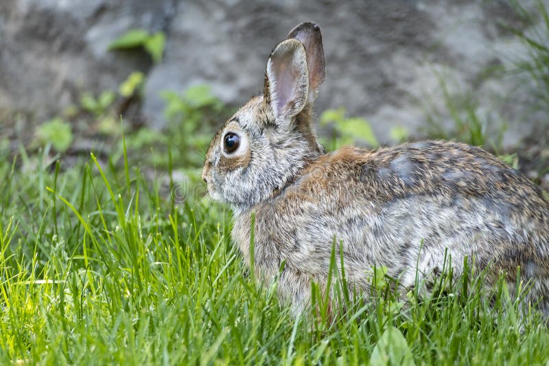 Profile of a Cute Cottontail Rabbit Sitting on Grass in a Garden Stock ...