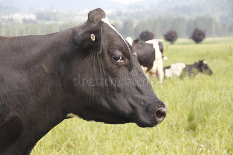 Profile Of A Dairy Cow Stock Photo - Image: 40847948