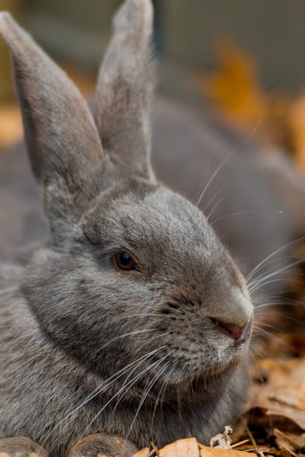 Profile of Dark Gray Rabbit Stock Image - Image of whiskers, long ...