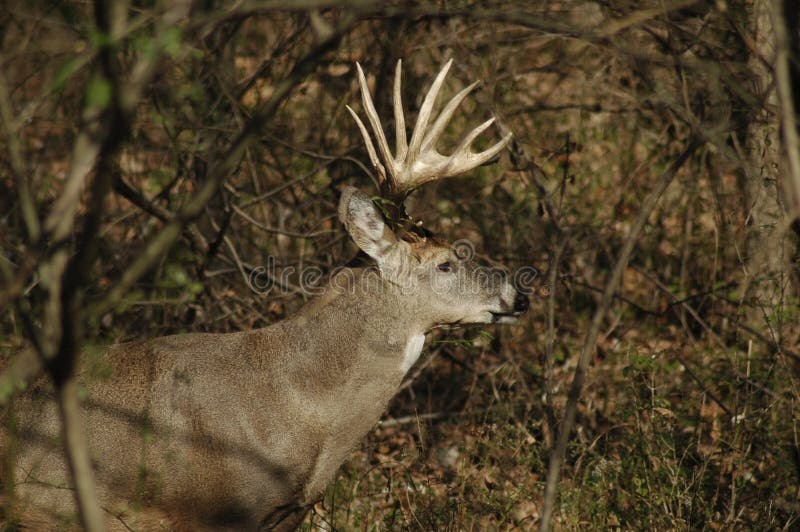 Profile of deer stock image. Image of buck, large, outdoor - 3368055