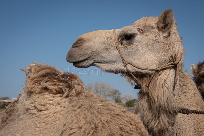 Camels of the Couthwest stock image. Image of bovine - 374829123