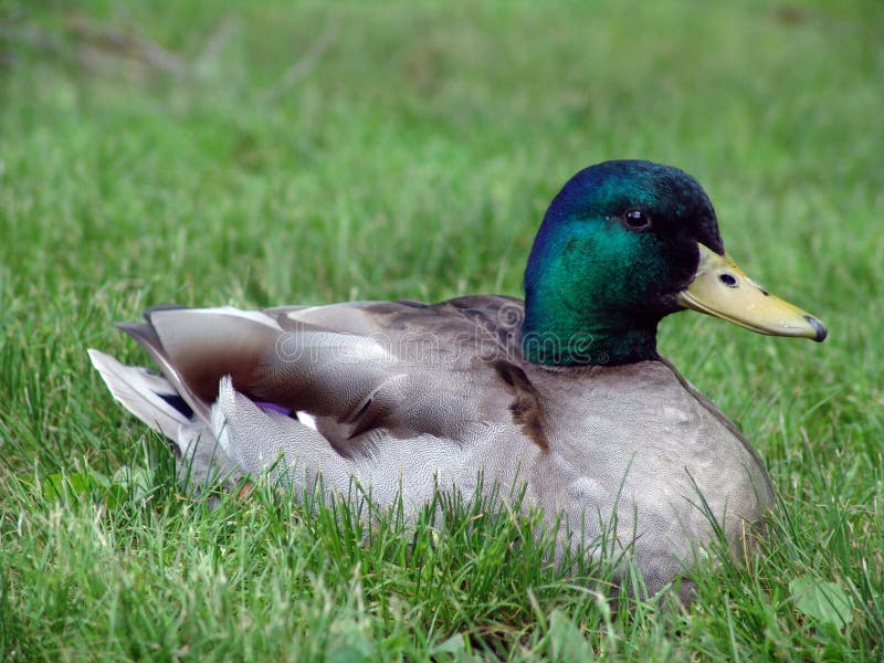 Duck Picture. Image: 1222223