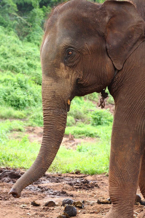 2,164 Profile Elephant Head Stock Photos - Free & Royalty-Free Stock ...