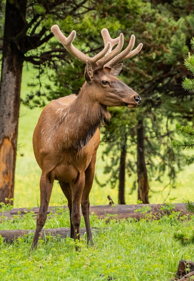 Face of elk stock image. Image of nature, purity, beauty - 23480203