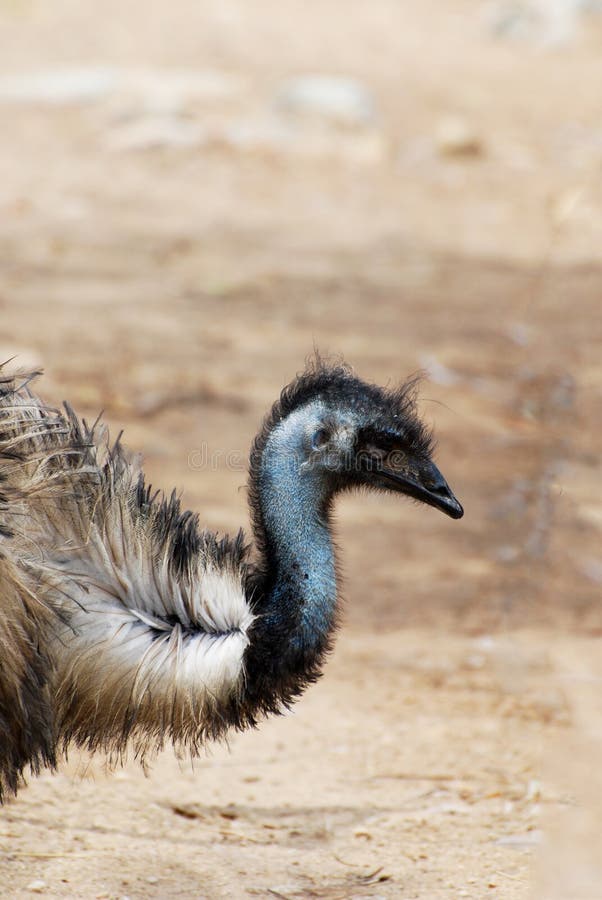 Profile of an Emu with an S Curve in His Neck Stock Photo - Image of ...