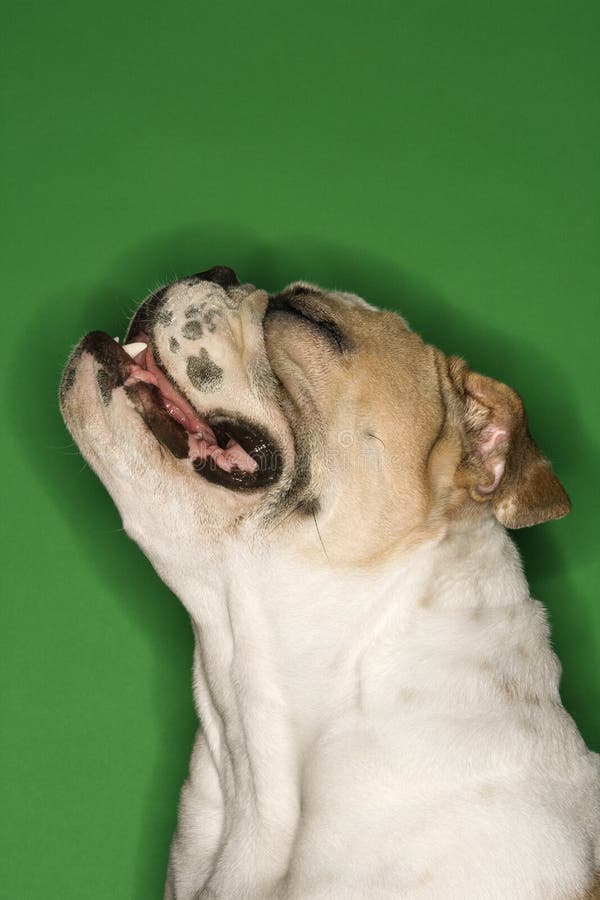 English Bulldog Profile stock photo. Image of cool, animal - 15163568