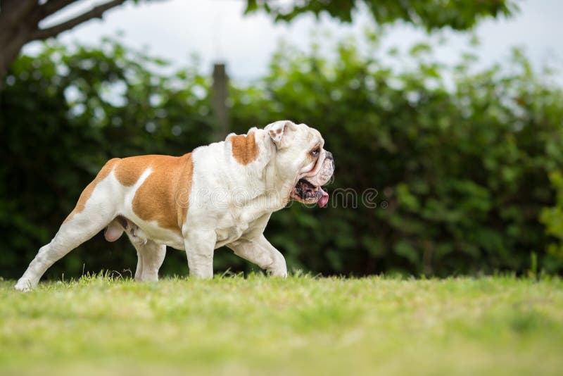 Young English bulldog stock image. Image of domestic - 48752973
