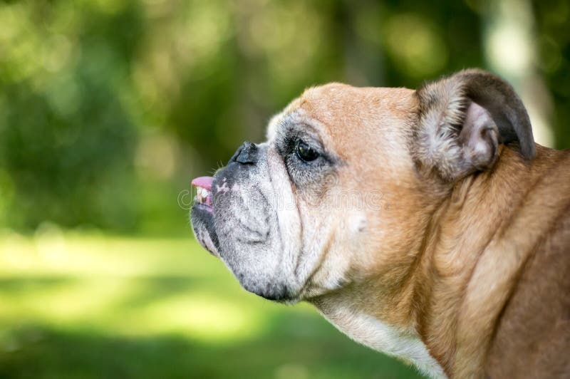 English Bulldog Profile stock photo. Image of cool, animal - 15163568