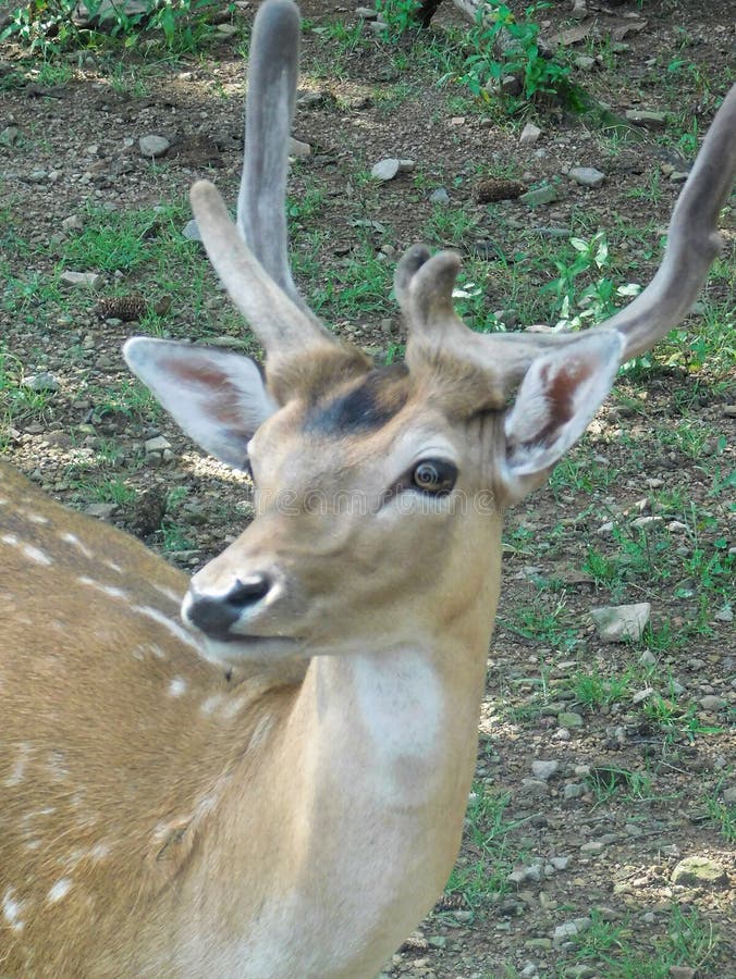 Profile Fallow Deer Stag Eating From Tree Reach Stretch Stock Image ...