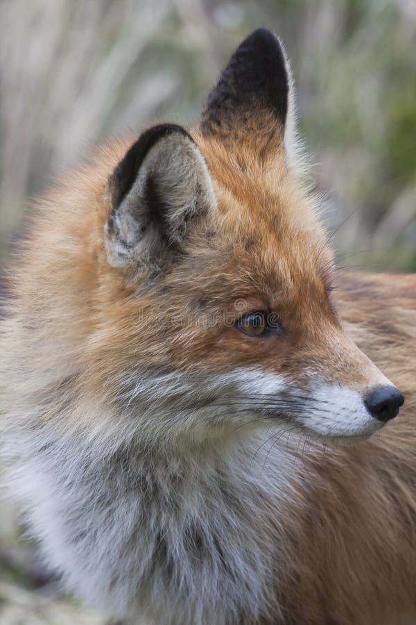 Red Fox Profile Stock Images - Download 293 Royalty Free Photos