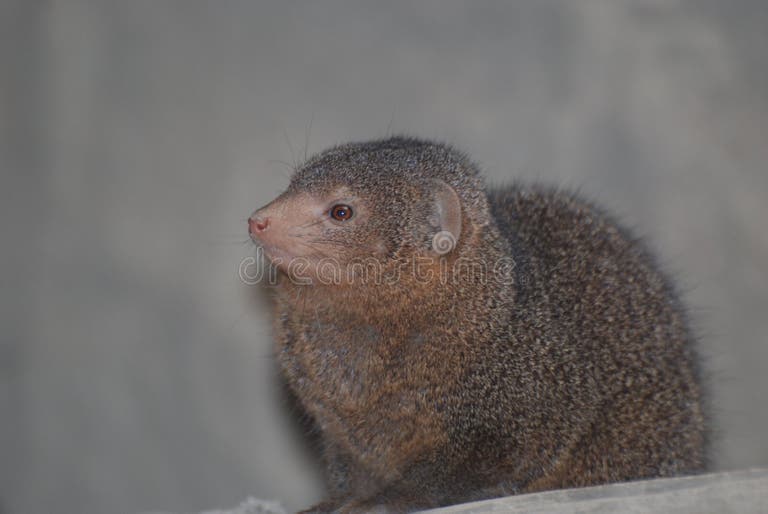 Profile and Face of a Dwarf Mongoose Stock Photo - Image of ticky ...