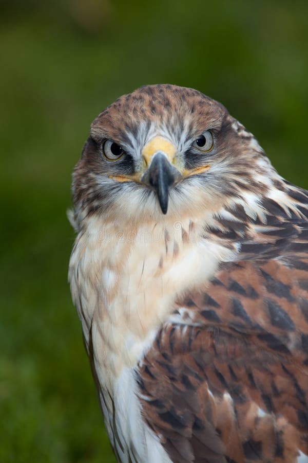 Profile of a Falcon stock photo. Image of predator, nature - 14099608