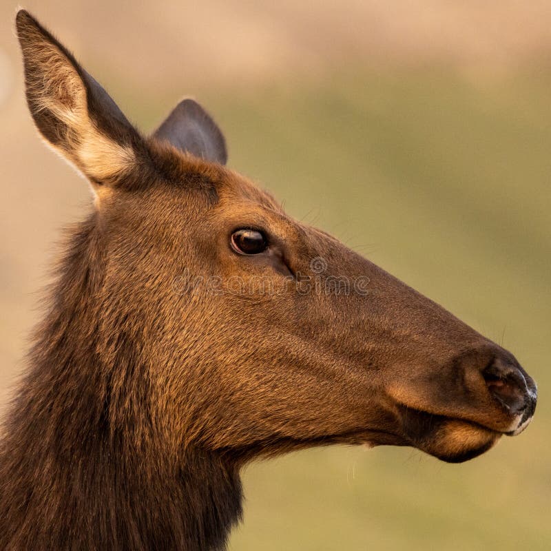 Profile of Female Elk stock photo. Image of colorado - 238219420