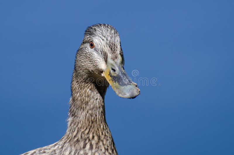Profile of a Female Mallard Duck Stock Image - Image of duck, animal ...