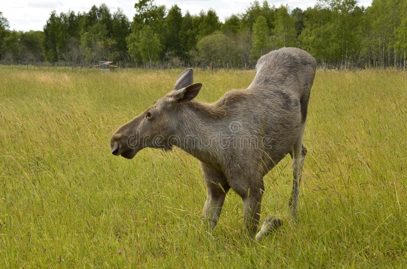 Profile of female moose stock photo. Image of outdoor - 32460022