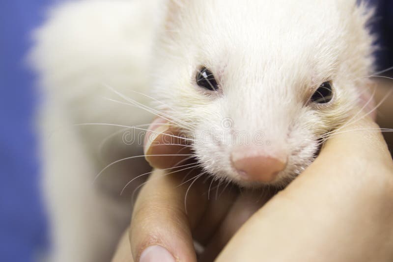 129 Ferret Profile Stock Photos - Free & Royalty-Free Stock Photos from ...