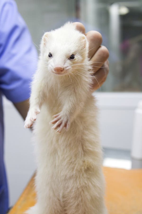 Profile of a ferret. stock photo. Image of white, view - 64233200