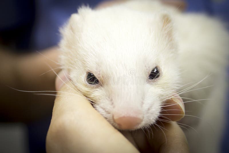 Profile of a ferret. stock photo. Image of white, view - 64233200