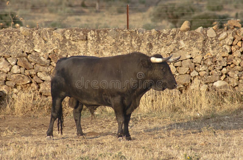 Profile of Fighting Bull. Breeding Stock Photo - Image of badajoz ...