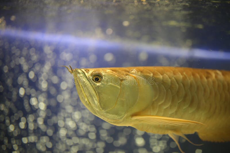 Profile of a Fish Swimming in an Aquarium. Stock Image - Image of blue ...