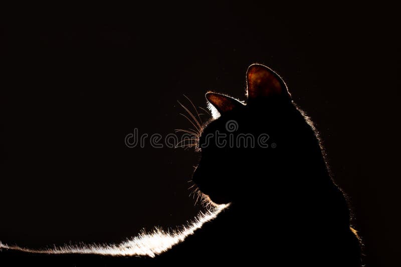 Silhouette Portrait of a Cat in Backlight. Stock Photo - Image of meek ...