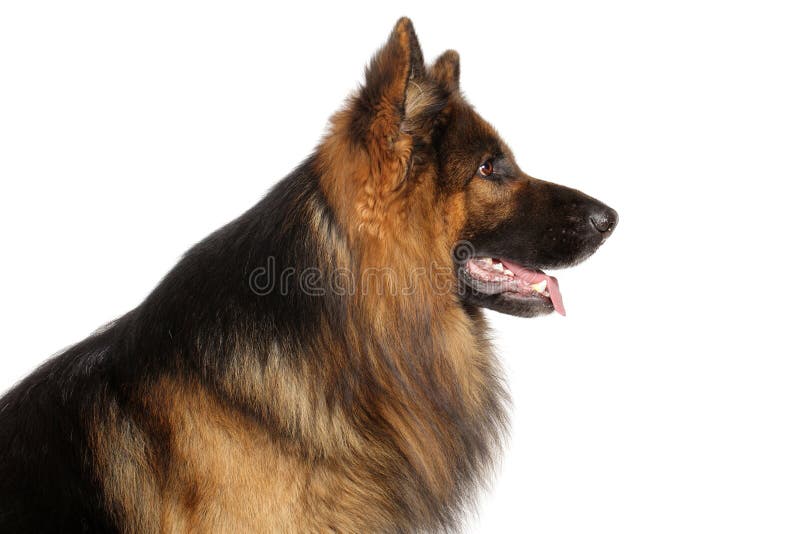 German Shepherd Dog Profile Stock Image - Image of looking, canine ...