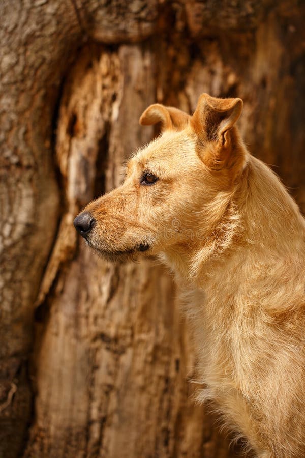 Smiling Profile Dog Closeup Stock Photo - Image of smiling, older: 40093788