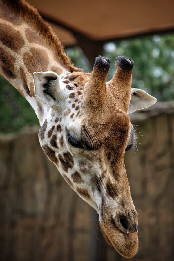 Giraffe stock image. Image of tall, profile, giraffe - 176690007