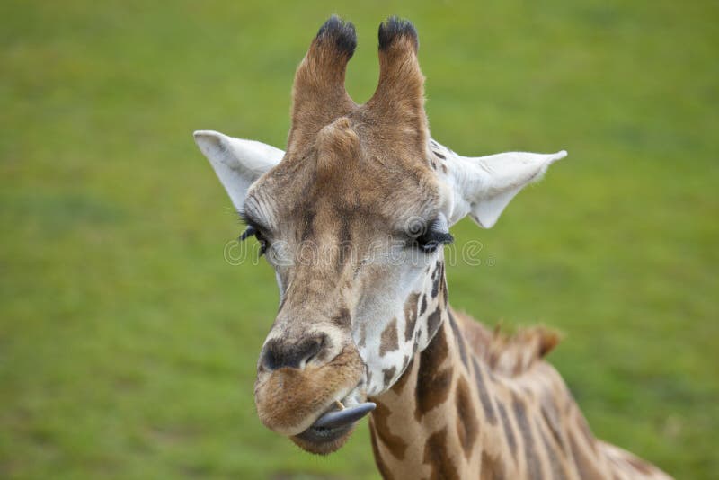 Profile of a Giraffe head stock image. Image of animal - 45463421