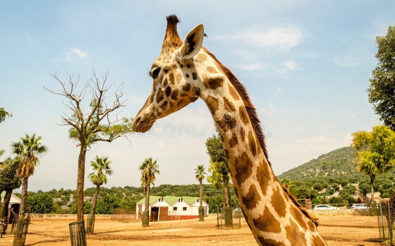 Profile of a Giraffe in a Zoo Stock Image - Image of feeding, animal ...