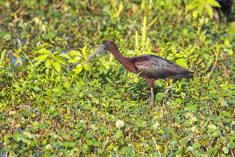 Profile of a Glossy Ibis stock photo. Image of avian - 128356496