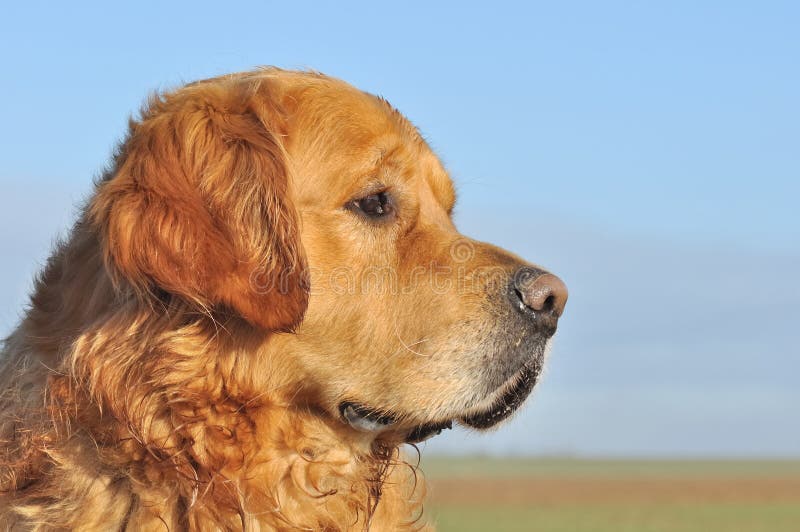 Profile of a Golden Retriever Stock Image - Image of golden, profile ...
