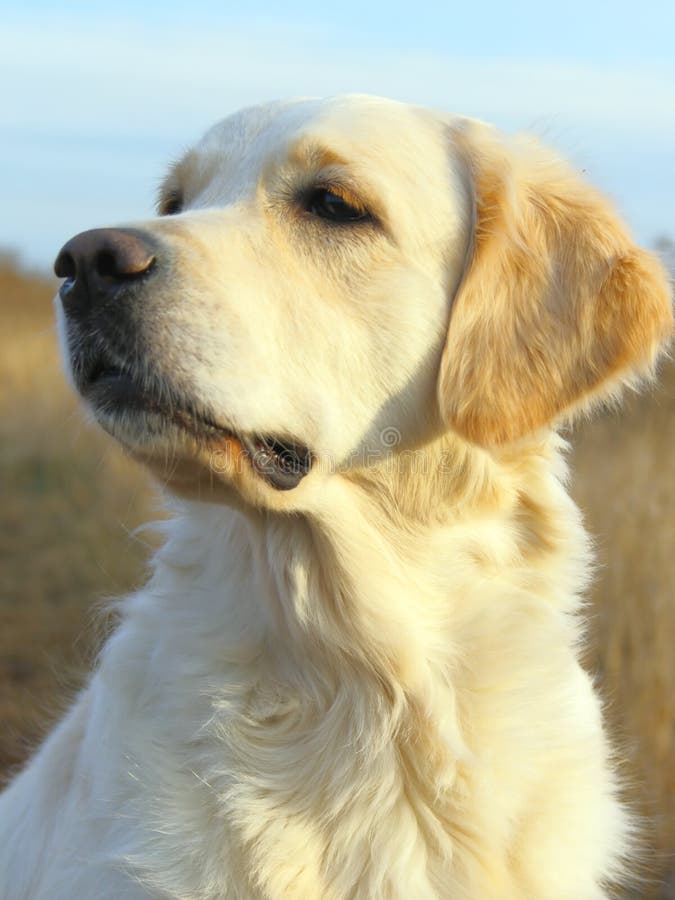 Profile of a Golden Retriever Stock Image - Image of golden, profile ...