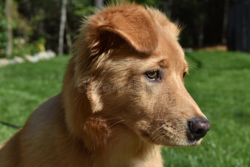 Profile of a Gorgeous Red River Duck Dog Stock Photo - Image of ...