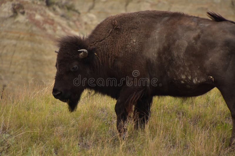 Profile of a Grazing American Buffalo in a Grass Meadow Stock Image ...