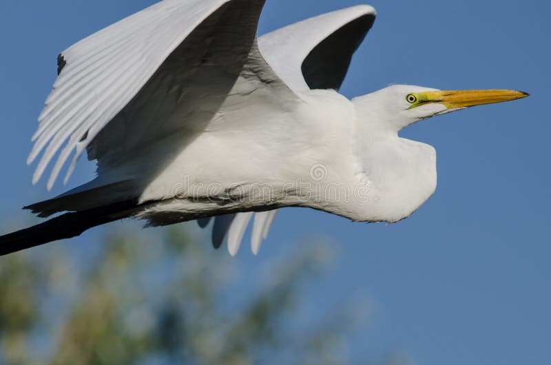 Profile of Great Egret Flying in a Blue Sky Stock Image - Image of ...
