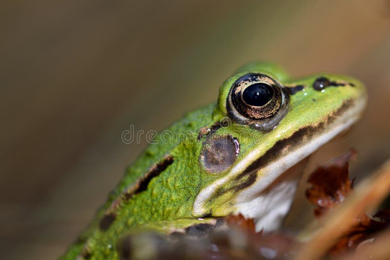 Mindaugas Krikščiukas (Mkjp24) - Photographer profile