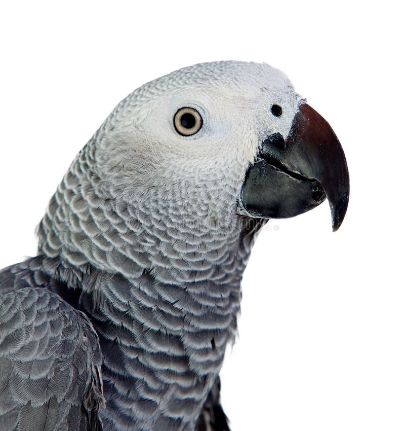 Profile Portrait Of Parrot Picture. Image: 82997836