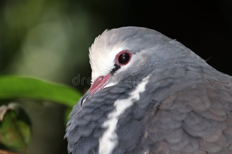 Bird profile stock photo. Image of branch, animal, foot - 107047186