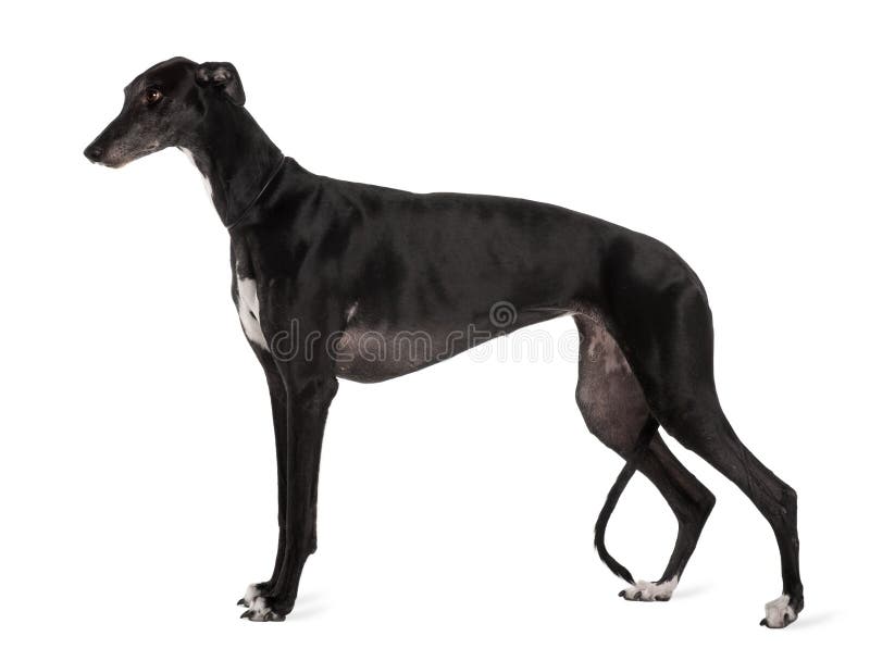 Profile of Greyhound Dog Standing Stock Photo - Image of side, mammal ...