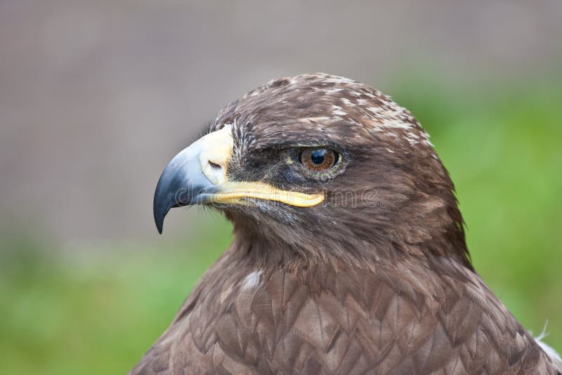 Profile of a hawk stock photo. Image of forest, endangered - 10703134
