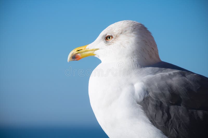 Profile Head of Cute Seagull in Sunny Blue Sky Stock Photo - Image of ...