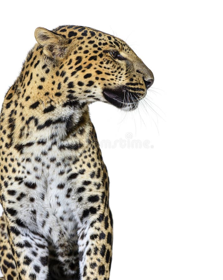Profile Head Shot of a Spotted Leopard Looking Right, Isolated on White ...