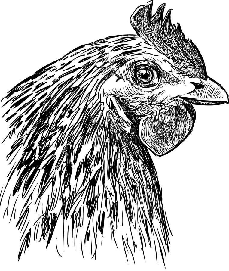 Head of hen stock vector. Illustration of realistic, sketch - 31902434