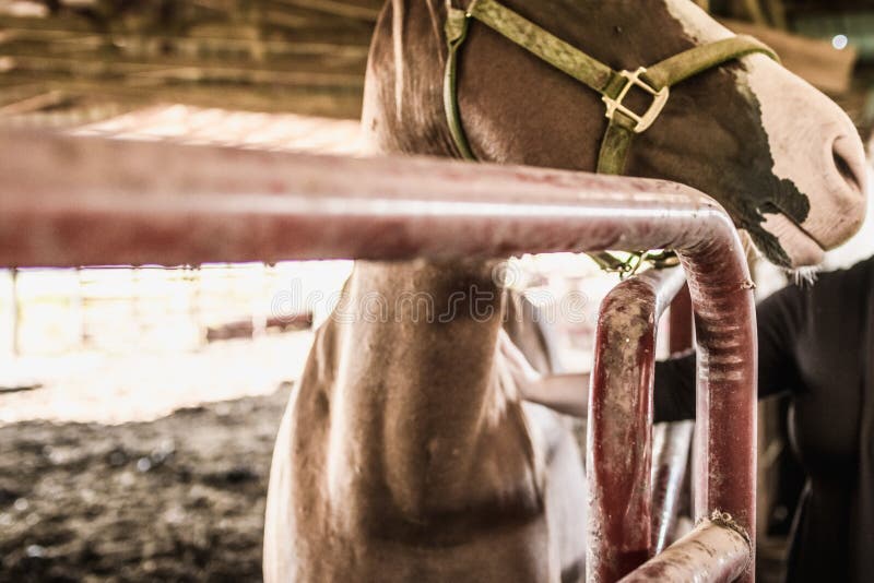 Profile of a Horse Looking Over a Red Gate Stock Image - Image of ...