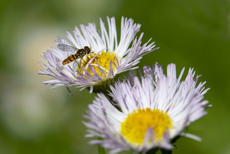 Profile of Hoverfly on Wildflower Stock Image - Image of close, center ...