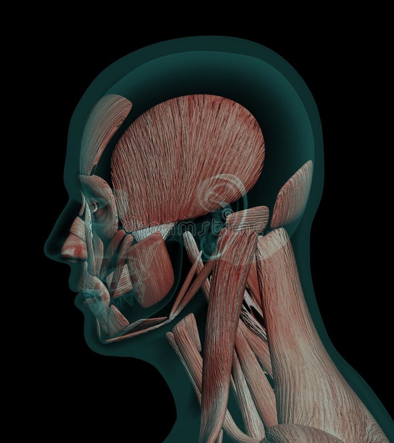 Profile Human Anatomy Muscles of a Head Stock Illustration ...