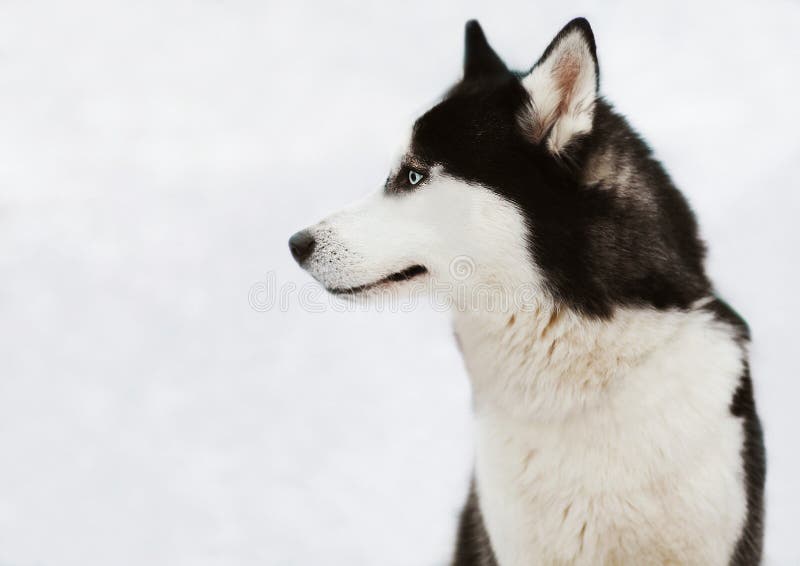 Profile of Husky Dog in Winter Stock Image - Image of white, sitting ...