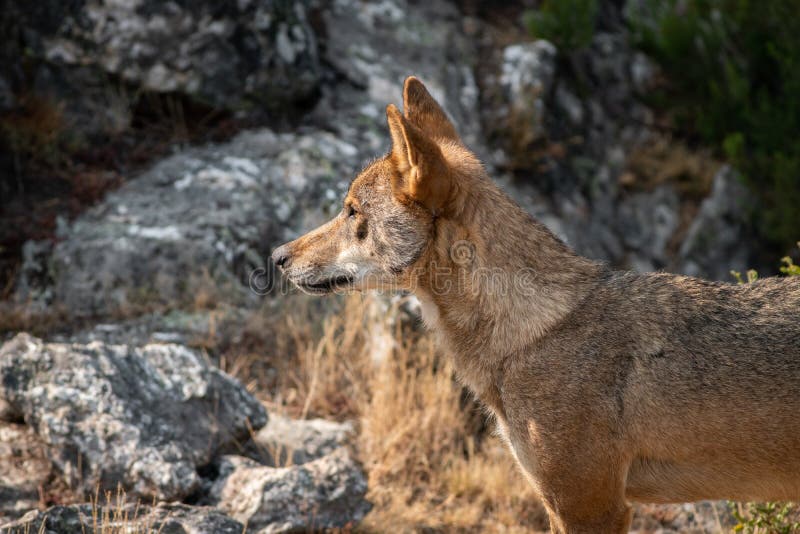 Iberian Wolf Profile View Looking To the Left of the Frame Stock Image ...