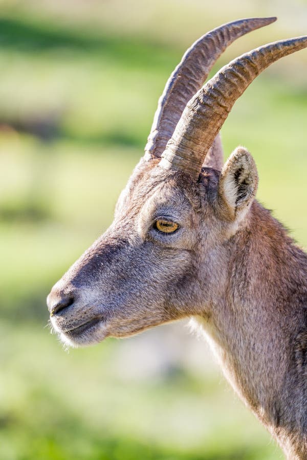 Profile of an Ibex doe stock image. Image of closeup - 36649043